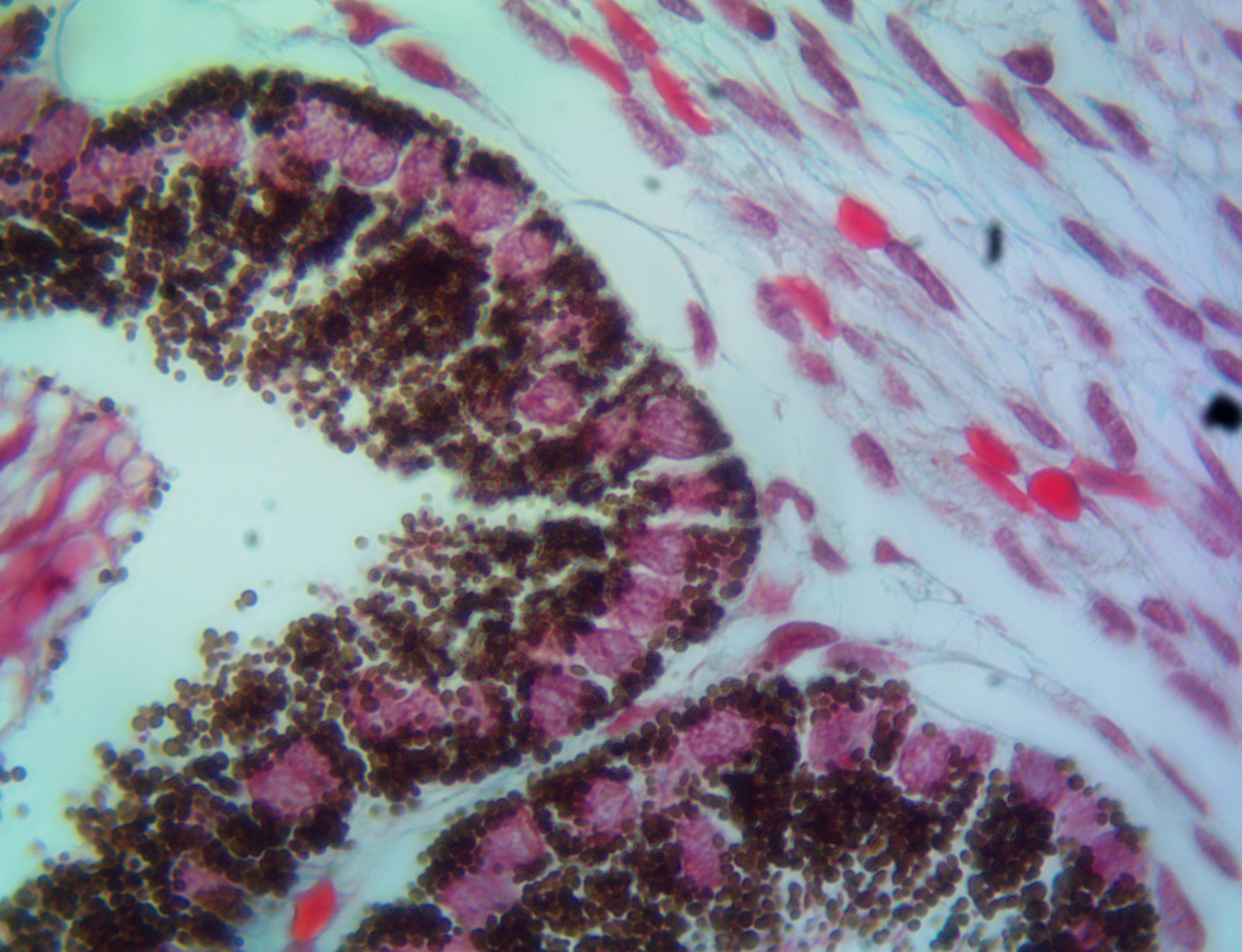 Brightfield Microscopy