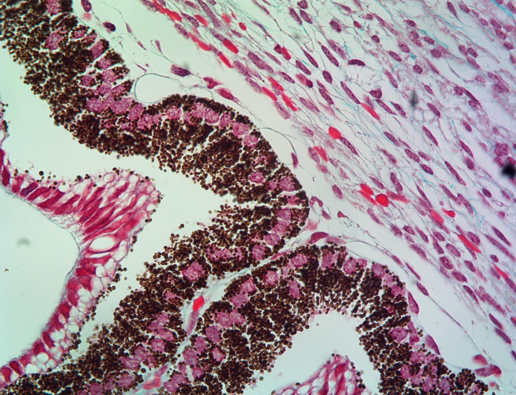 Brightfield Microscopy