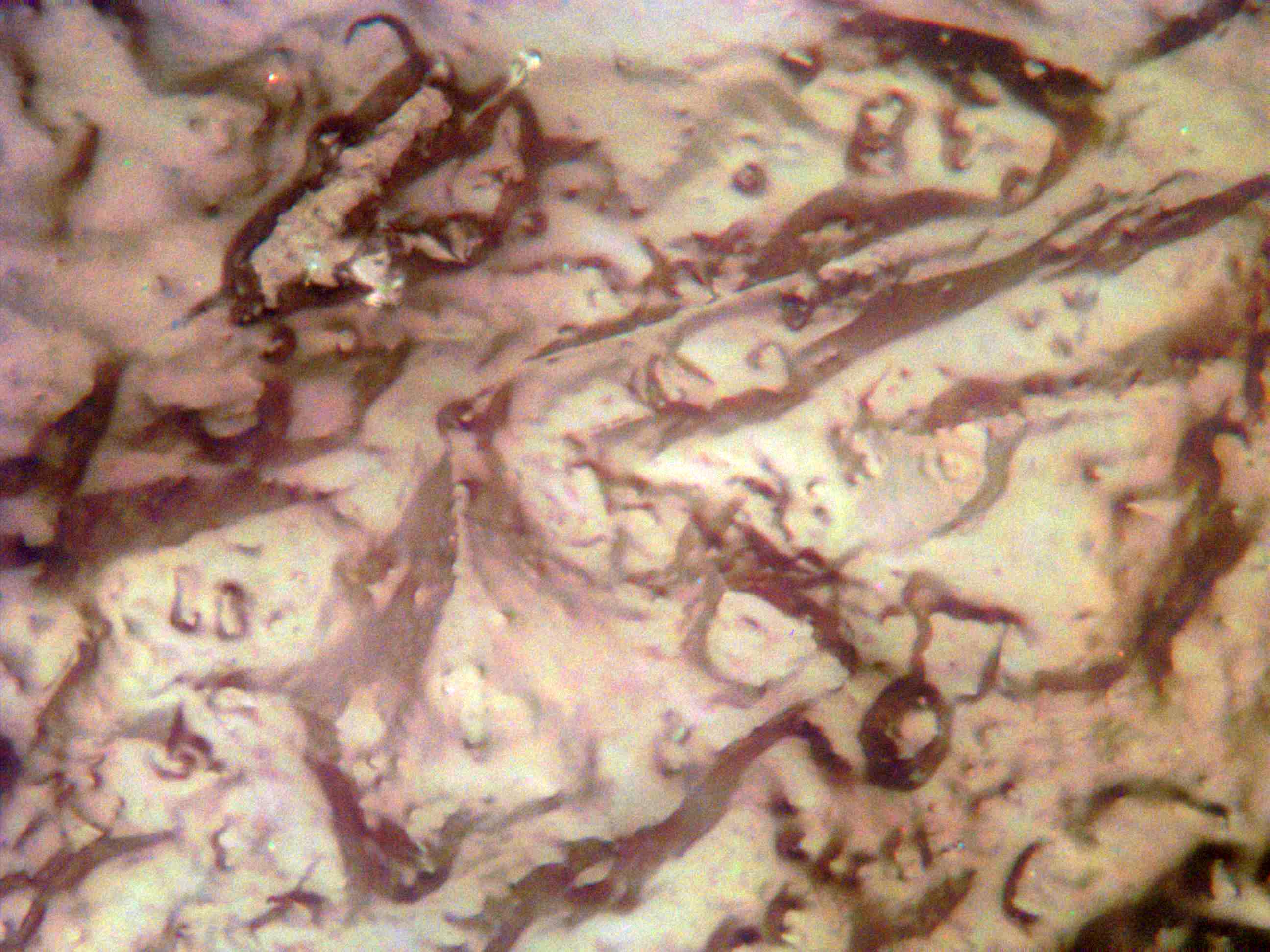 Microscope Mike (Tuell)